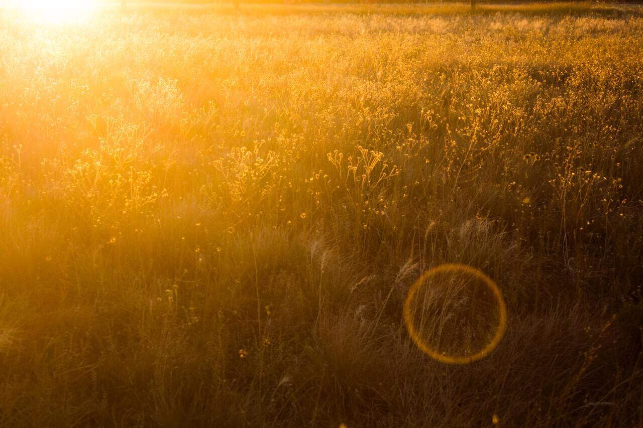 Life within the star system of Alcyone | Contributors | Nine's Path