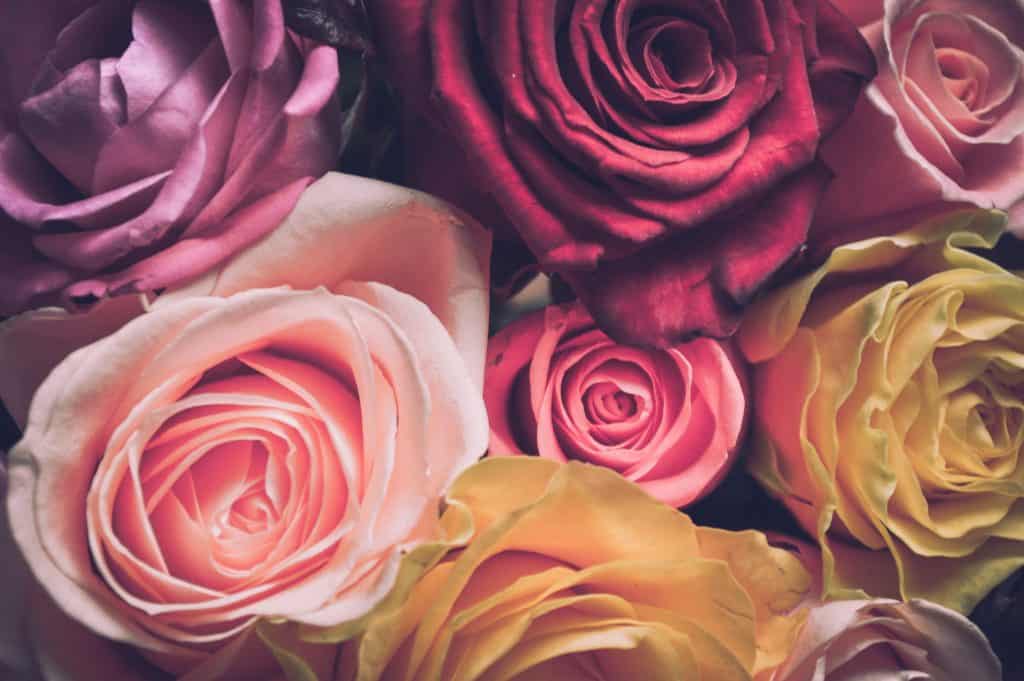 Rose People | Luminous Dimensions | Nine's Path Pleiadian Message